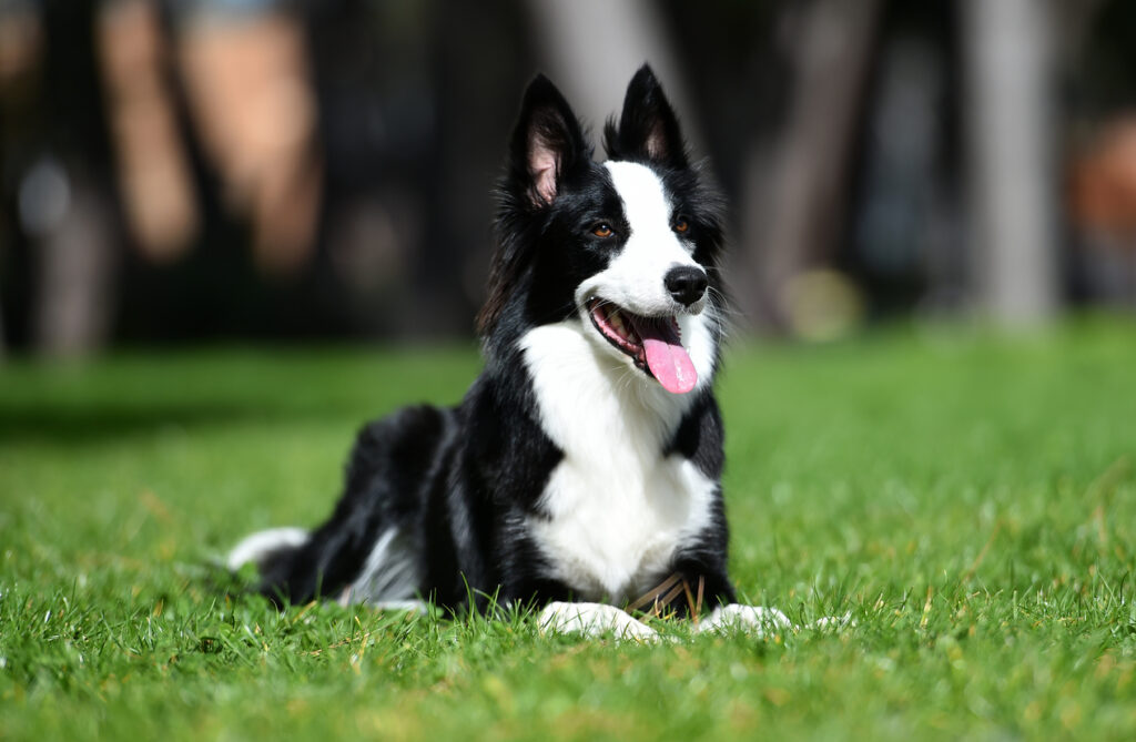 Border Collie - opis rasy i najważniejsze informacje